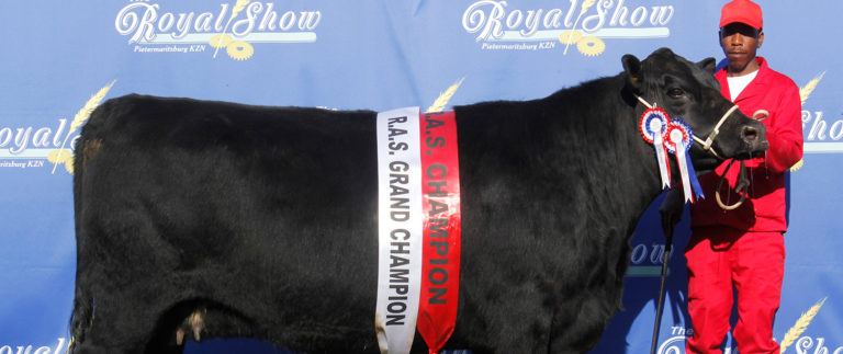 Fine Angus Stud Breeders in the KZN Midlands and Drakensberg