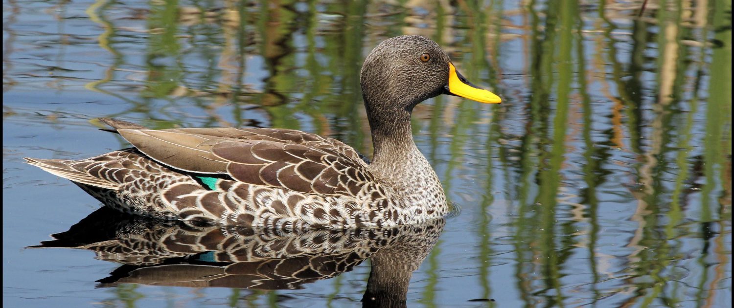 Invermooi Estate - KZN Midlands Outdoor Activities | Fly Fishing